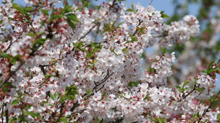 近所のソメイヨシノ - けんちゃん_さんのBlog